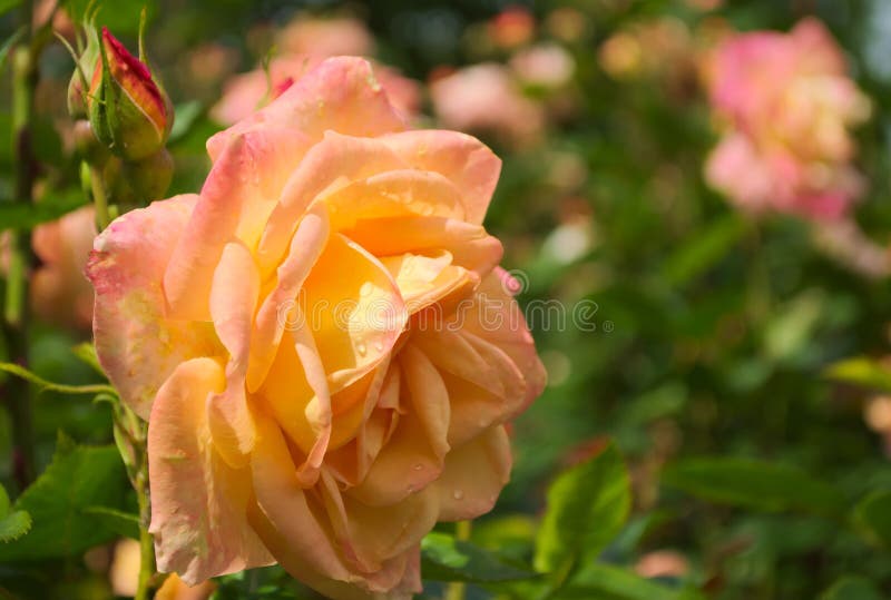 Amber Queen Rose stock image. Image of mothersday, wildflower - 258323