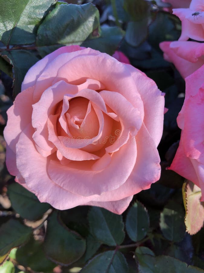 Rose rosa clara en la sol imagen de archivo. Imagen de verde - 107683401