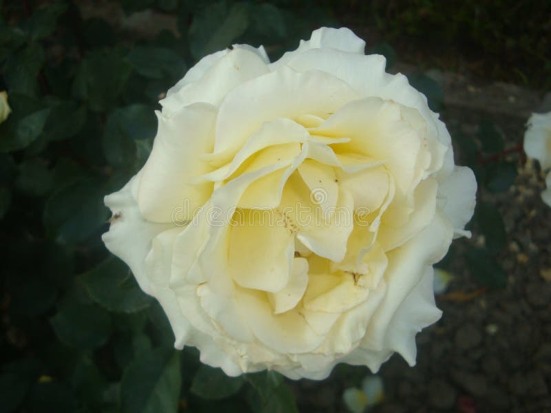 Rose- Rosaceae stock photo. Image of queen, calendula - 79357582