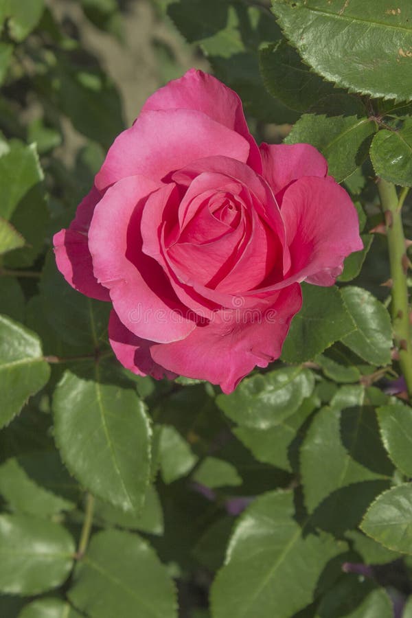 Rose rosada aislada foto de archivo. Imagen de arreglo - 121554788