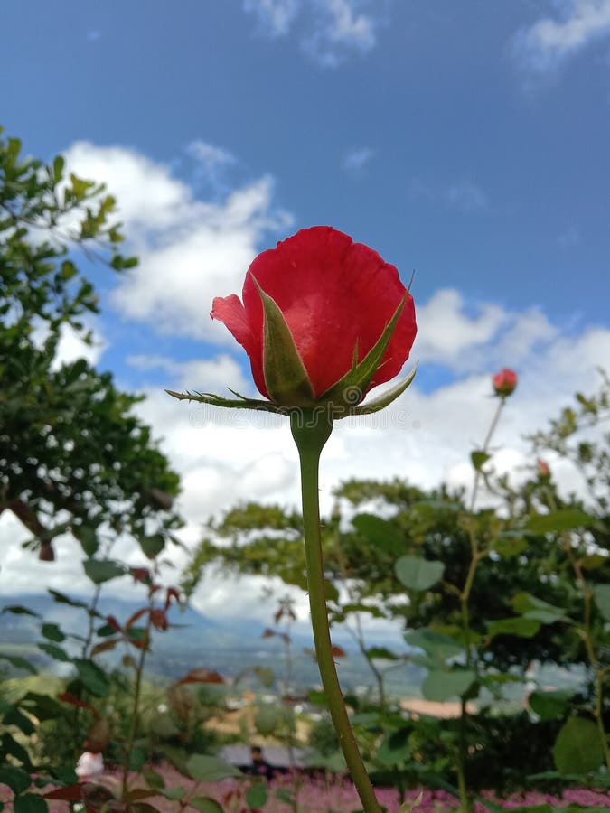 Only Rose stock photo. Image of mountain, cloud, field - 260445012