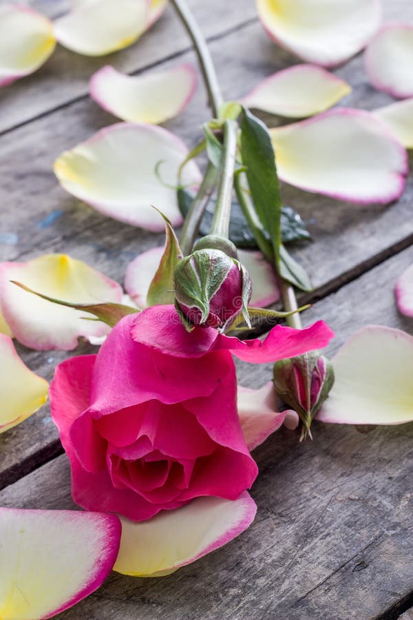 Rose and Rose Petals Lying Down on a Wooden Table Stock Image - Image ...