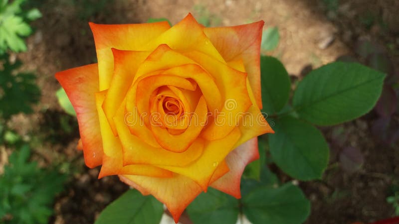 Rose stock image. Image of nice, rose, glow, reddish - 199917999