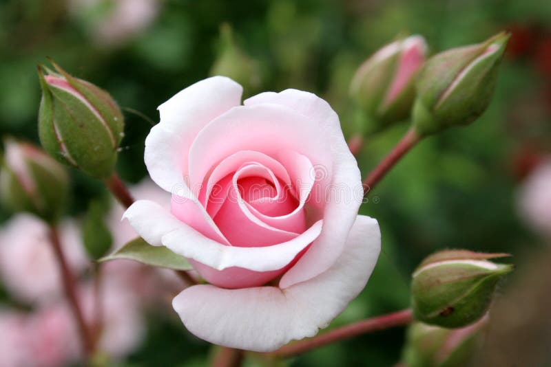 290+ Rosebud Free Stock Photos - StockFreeImages