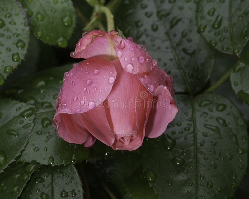 Rose stock image. Image of garden, botanical, pink, botany - 48246865