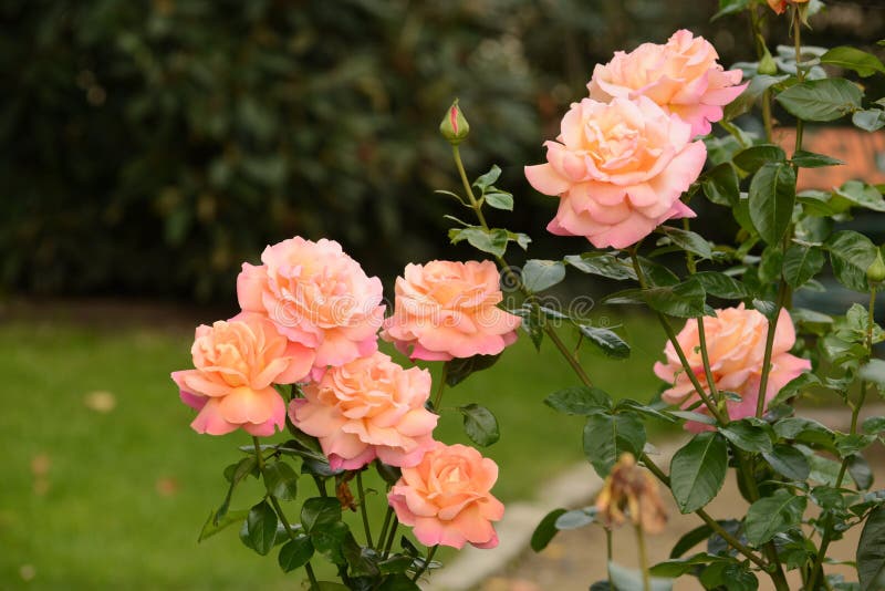 Rose stock photo. Image of wedding, flowers, symbol, rose - 44769006