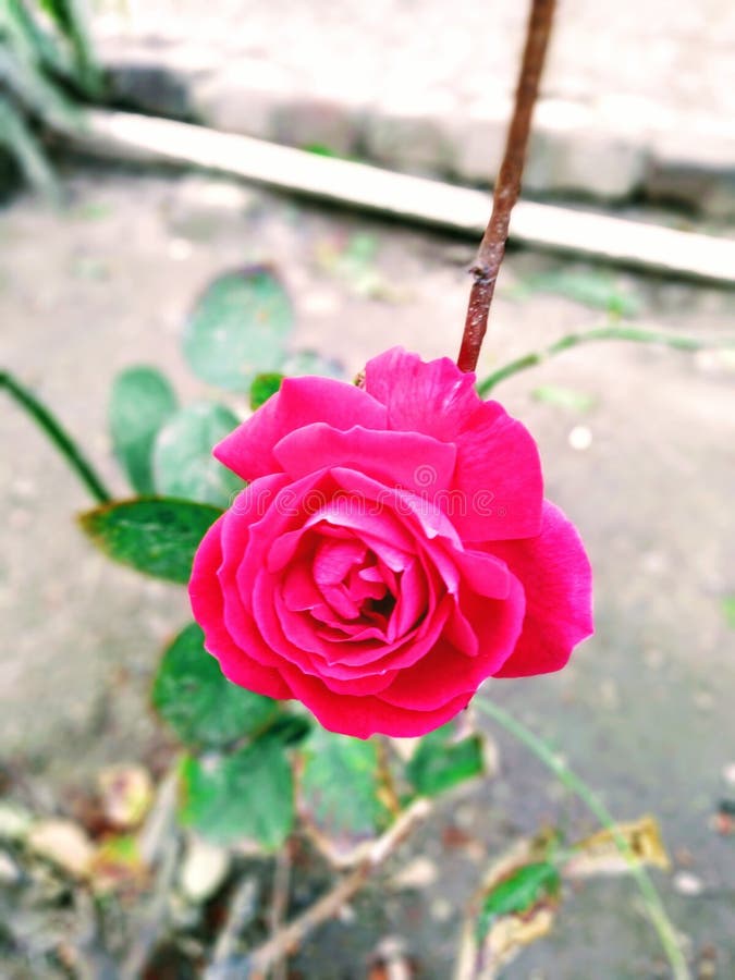 RoseRose Roses Love Life Nature Beautiful Flowers Stock Image - Image ...