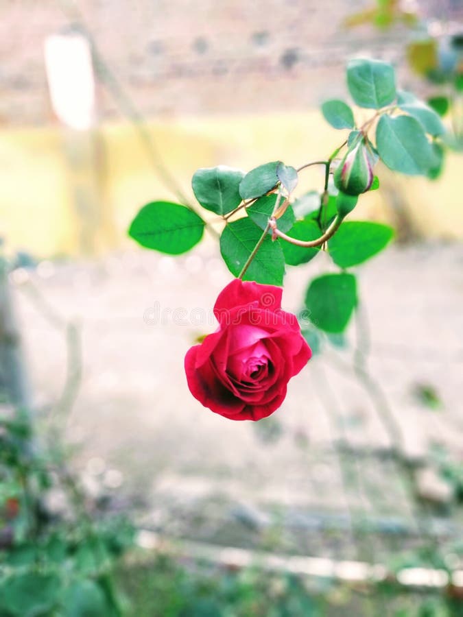 Rose Rose Roses Love Life Nature Beautiful Flowers Stock Photo - Image ...