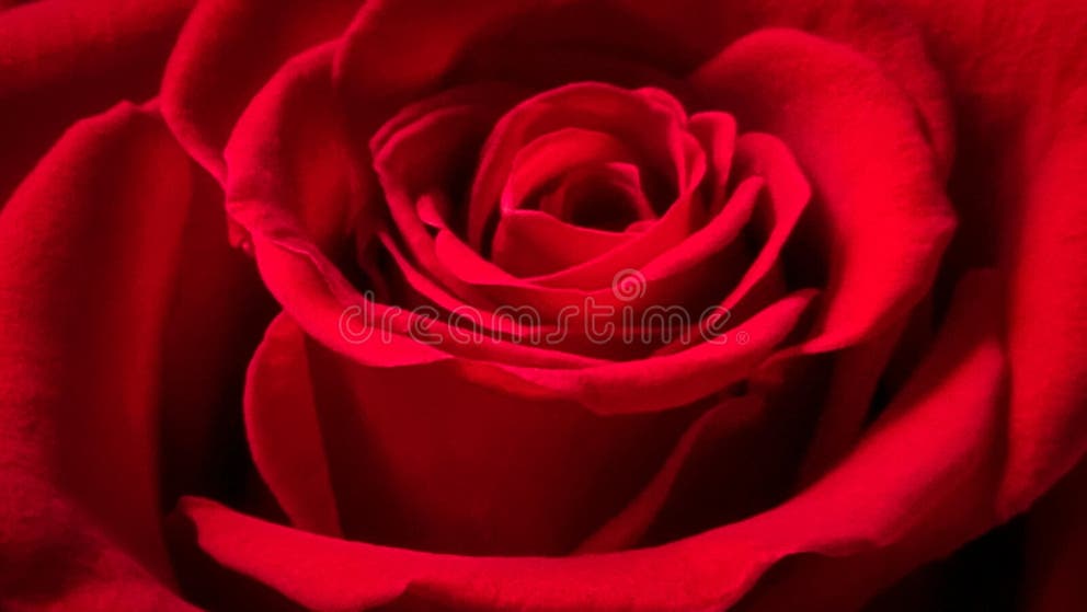 Rose Roses Red for Background Stock Photo - Image of romance, fresh ...