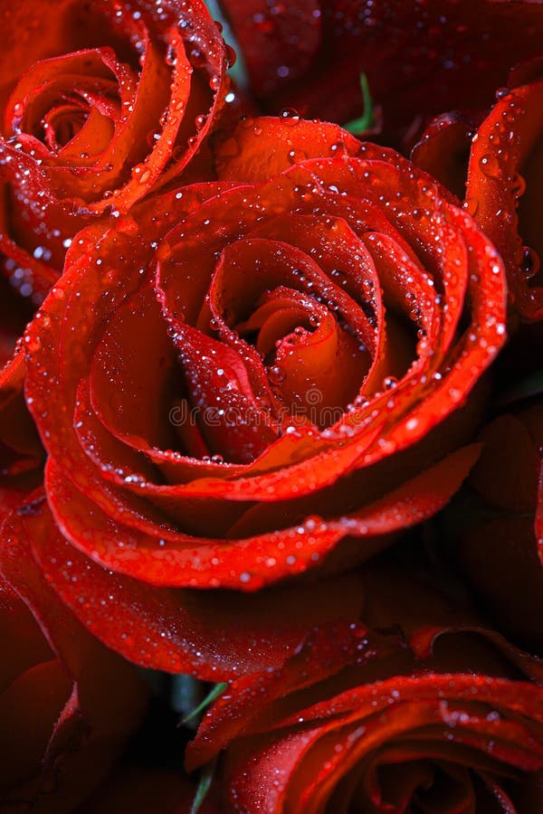 Rose rosse. fotografia stock. Immagine di bellezza, nave - 31597182