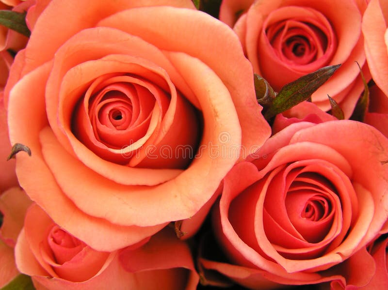 Rose color corallo rosso fotografia stock. Immagine di corallo - 214682