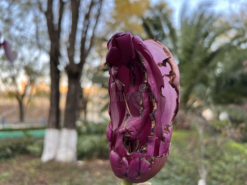 Rose rot stock image. Image of green, pink, wildflower - 241028871