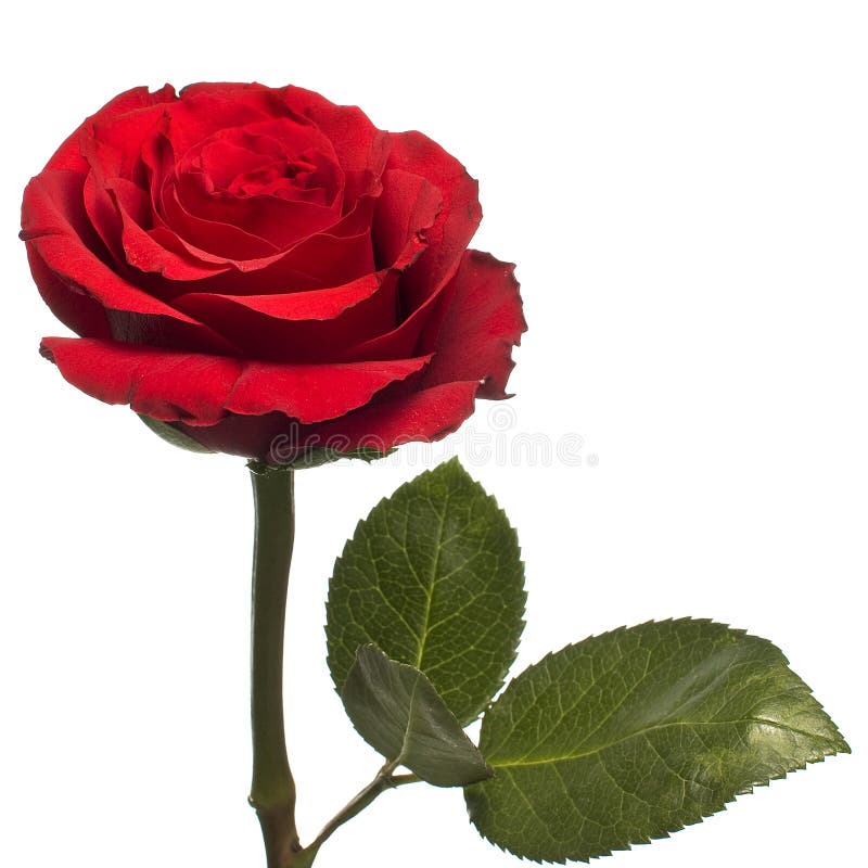 Rose seule photo stock. Image du nature, rouge, image - 45826386