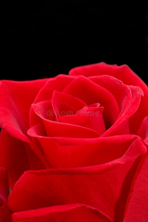 39,574 Photos de Champ De Rose De Rouge - Photos de stock gratuites et ...