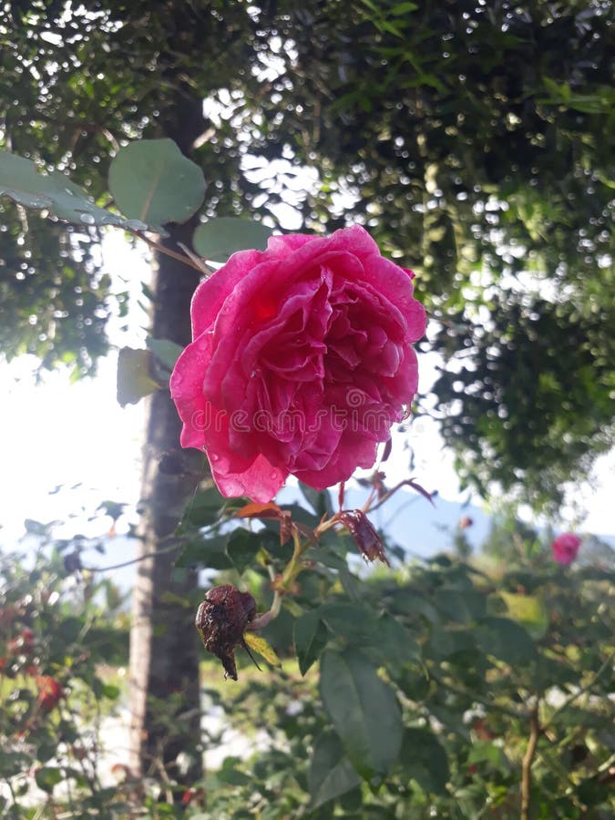 Rose Rouge Bon Pour La Salissure Photo stock - Image du fleurs, rose ...