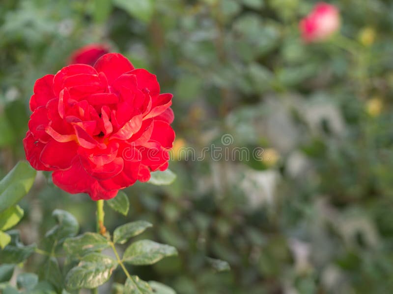 28,594 Champ De Rose De Rouge Photos libres de droits et gratuites de ...