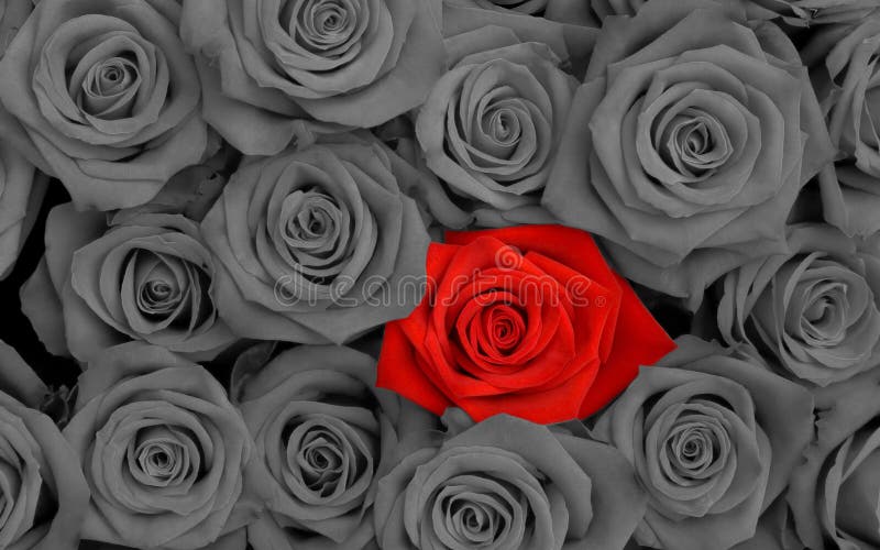 Rose Rouge Entre Les Roses Noires Image stock - Image du gentil, noir ...