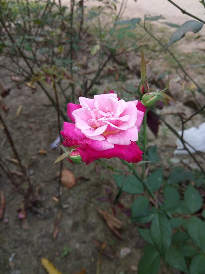 Rose rouge et blanche photo stock. Image du blanc, fleur - 161367400