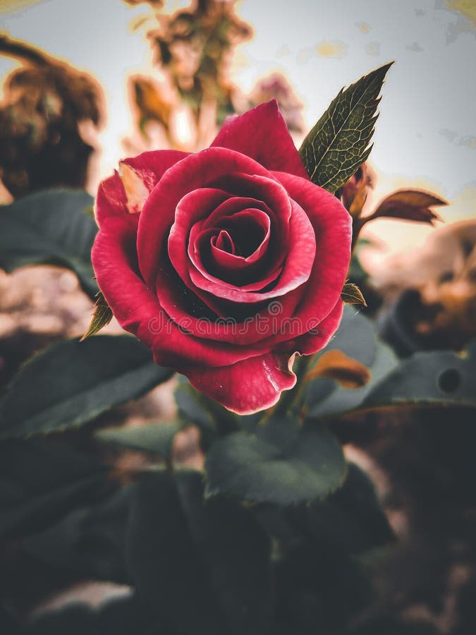 Rose Rouge L'une Des Plus Belles Fleurs Image stock - Image du beau ...