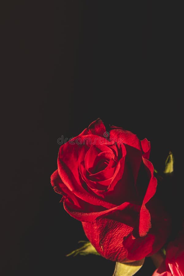Rose rouge sur fond noir image stock. Image du fond - 257735563