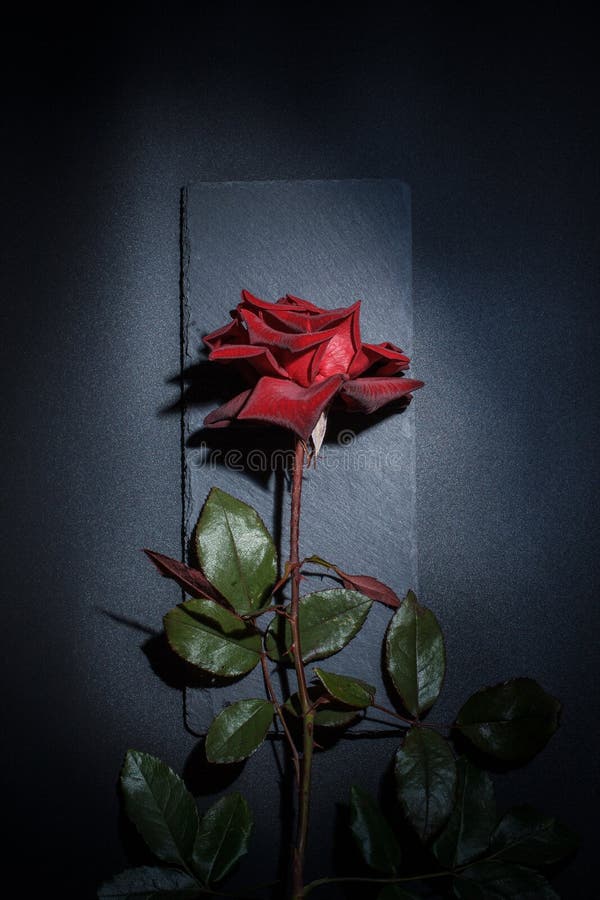 Rose rouge sur fond noir photo stock. Image du normal - 162875368