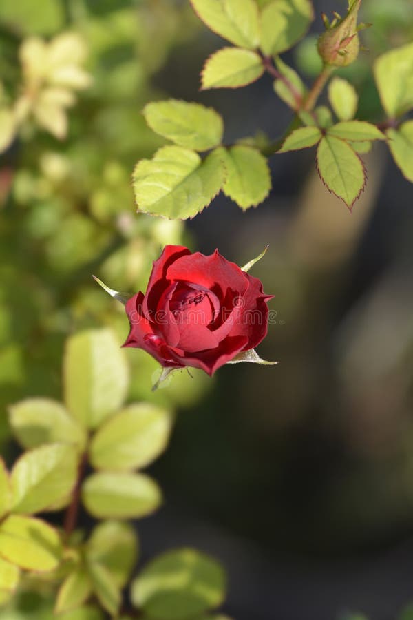 Rose Royal Red stock photo. Image of nature, flower - 305931594