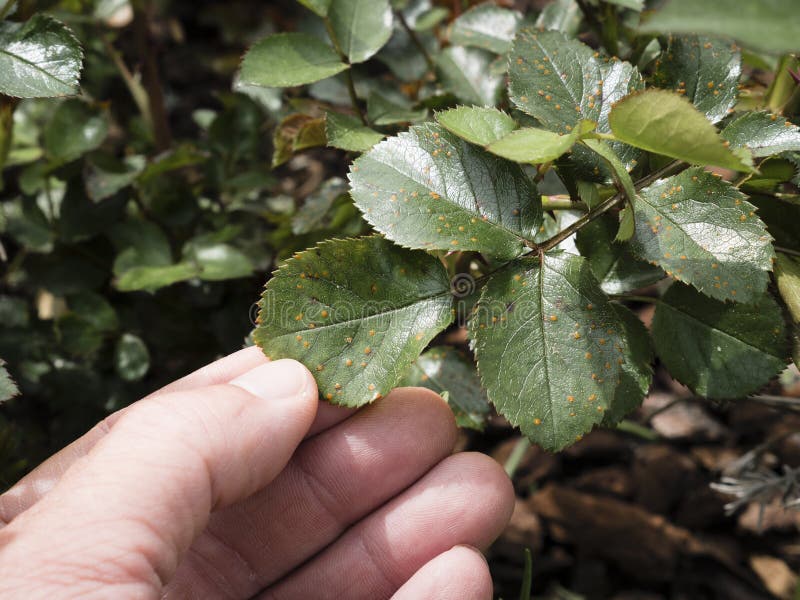 Phragmidium Mucronatum or Rust on Rose Stock Photo - Image of garden ...