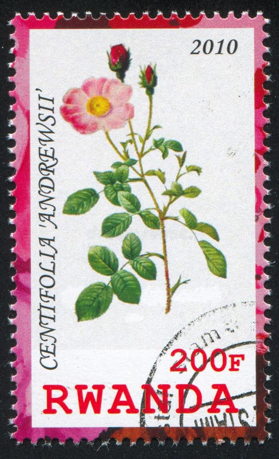 Rose editorial stock image. Image of aromatic, inflorescence - 315259374