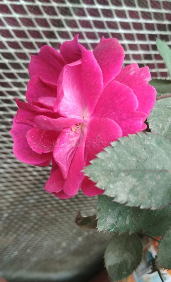 Rose stock photo. Image of amazing, rose, pink, flower - 138707616