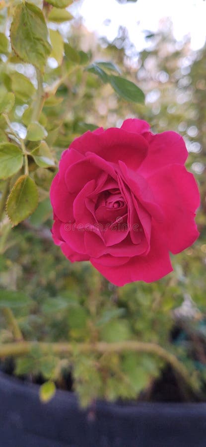 Rose s are pinkish red stock photo. Image of leaves - 190582612