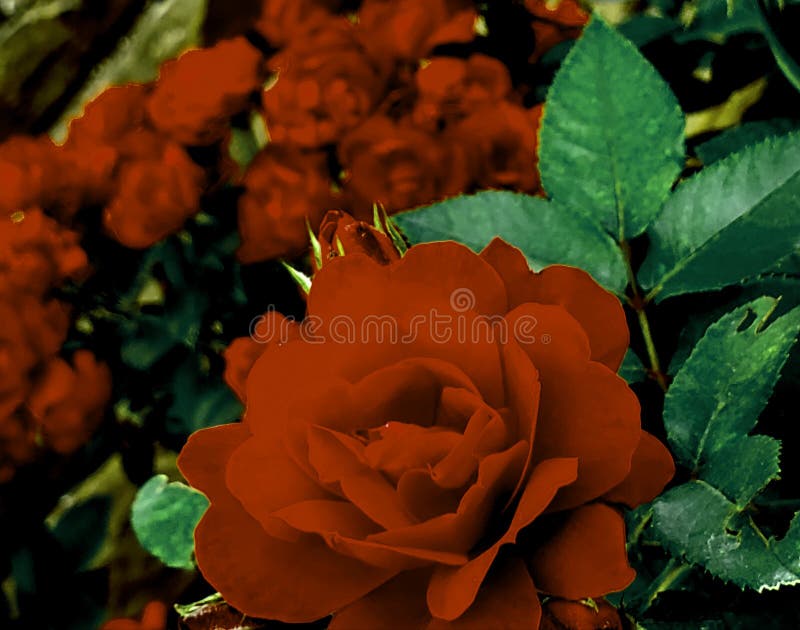 Rose& X27;s are the Reddest Stock Image - Image of reddest, beauty ...
