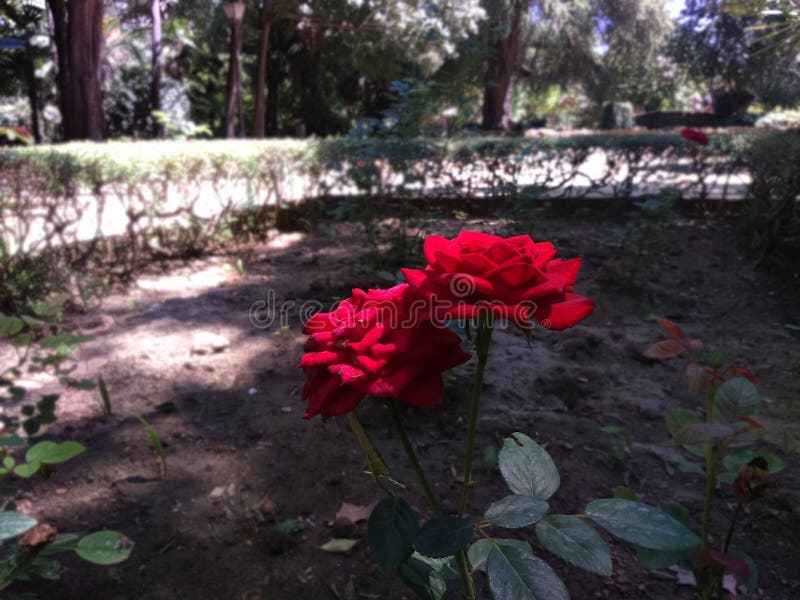 Rose stock photo. Image of seville, park, roses, flower - 96731810
