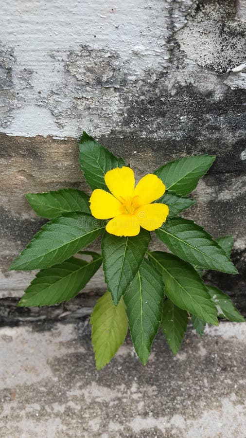 Rose sage flower stock image. Image of fresh, sage, growing - 82104265
