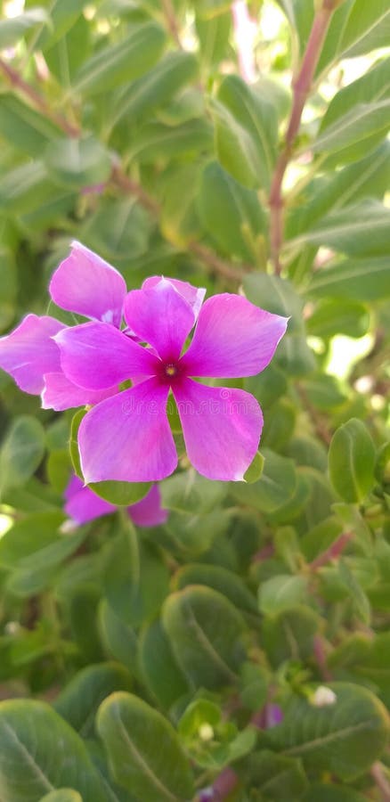 Rose of sahara stock photo. Image of crystallize, unusual - 7435962