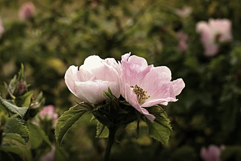Rose sauvage photo stock. Image du floraison, extérieur - 56074634