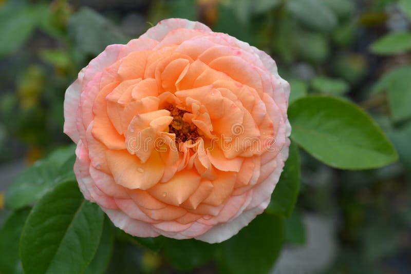 Rose Scented Memory stock photo. Image of pale, outdoors - 133001358