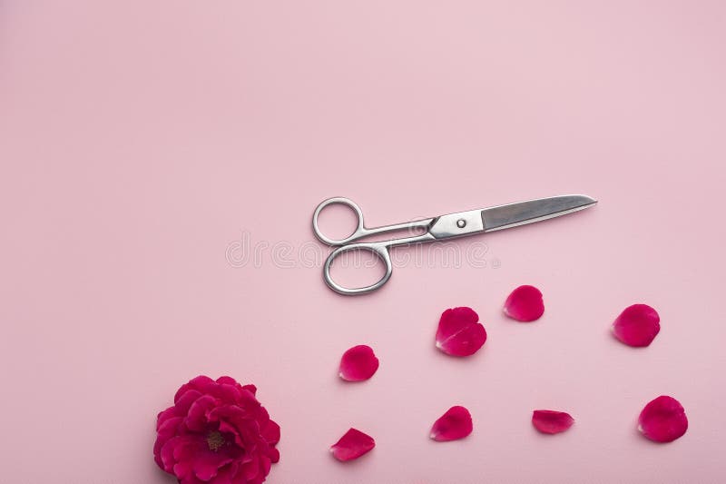 Rose, Scissors and Red Flower Petals on Pink Background. Copy Space ...
