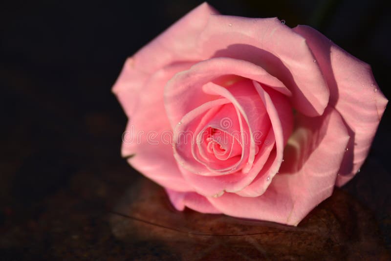 Rose by the sea closeup stock photo. Image of macro, luxury - 42073602