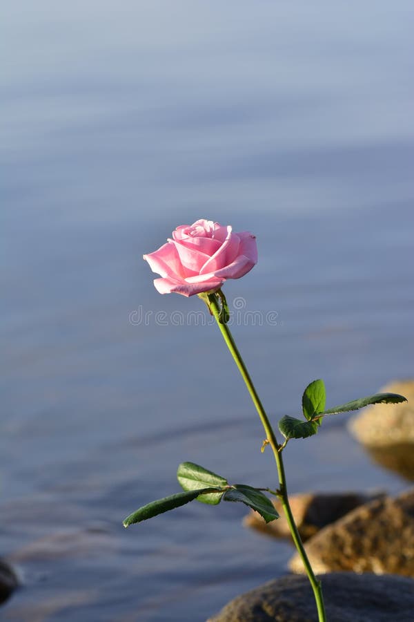 Rose by the sea stock photo. Image of blooms, healthy - 42073342