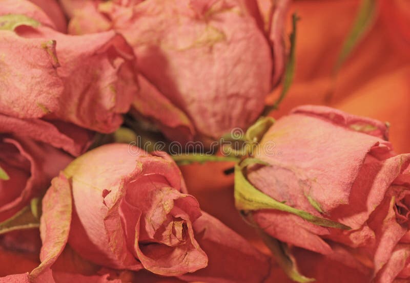 Rose secche immagine stock. Immagine di macro, amore - 17675365