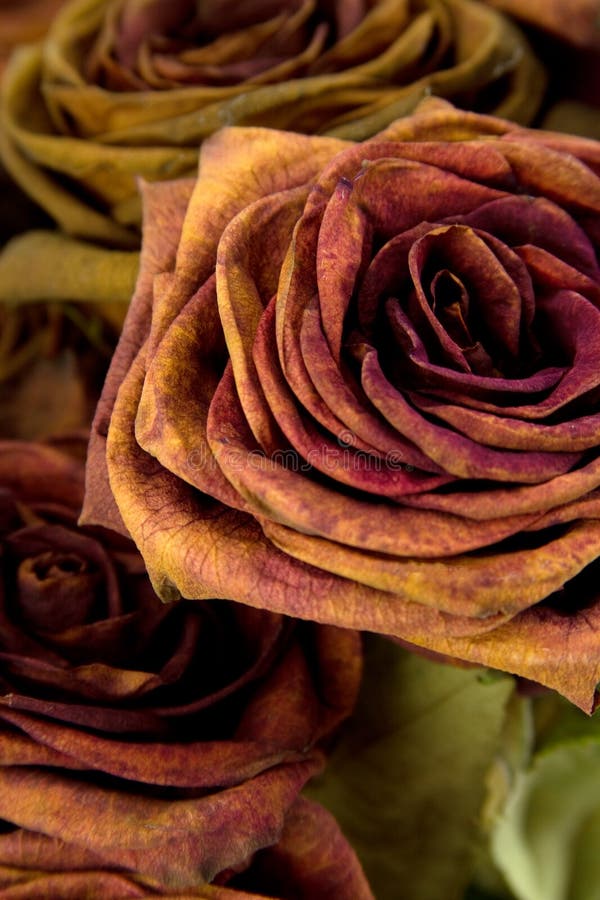 Rose Secche Su Un Libro Sopra Bianco Immagine Stock - Immagine di ...