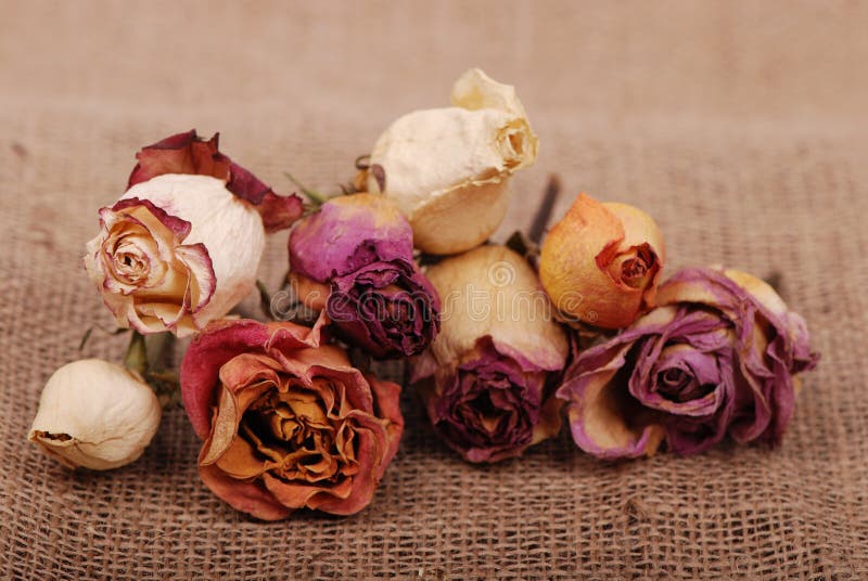 Rose Secche Su Un Libro Sopra Bianco Immagine Stock - Immagine di ...