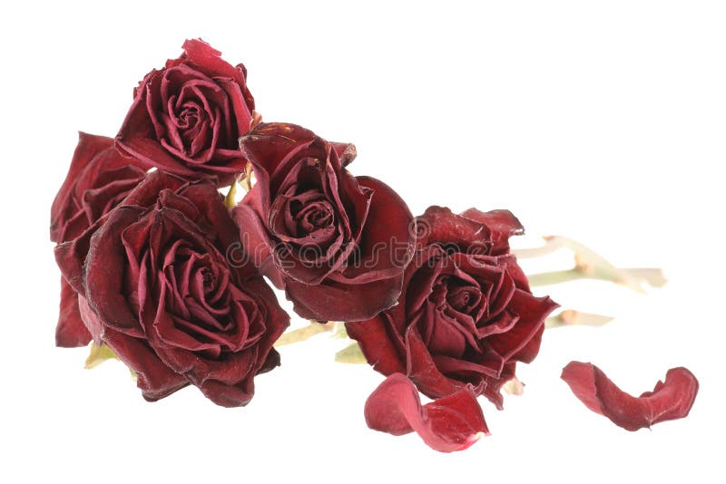 Rose Rosse Secche Isolate Su Bianco Immagine Stock - Immagine di regalo ...