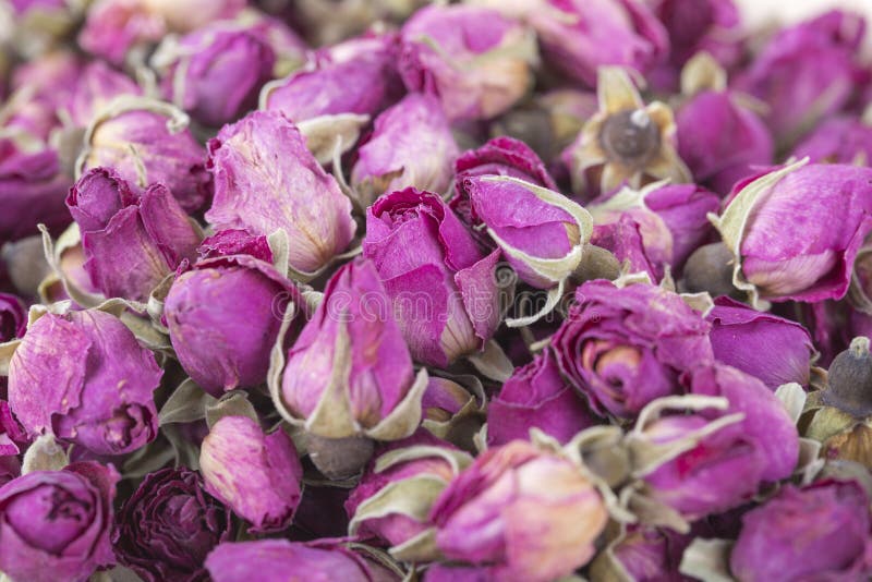 Rose secche dei fiori fotografia stock. Immagine di naughty - 75030380