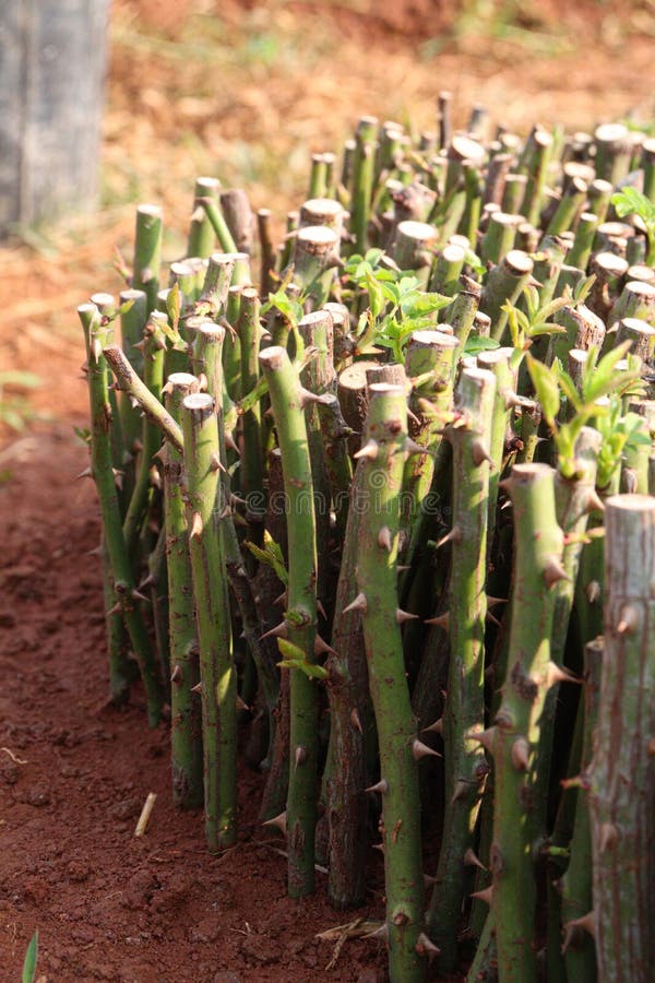 Rose Seedling Stock on Farm Stock Photo - Image of floral, summer ...