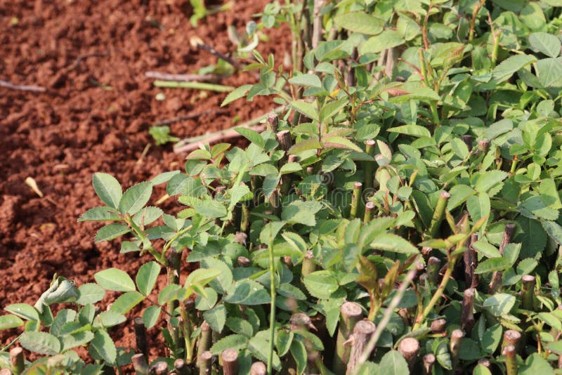 Rose Seedling Stock on Farm Stock Photo - Image of seedling, rose ...