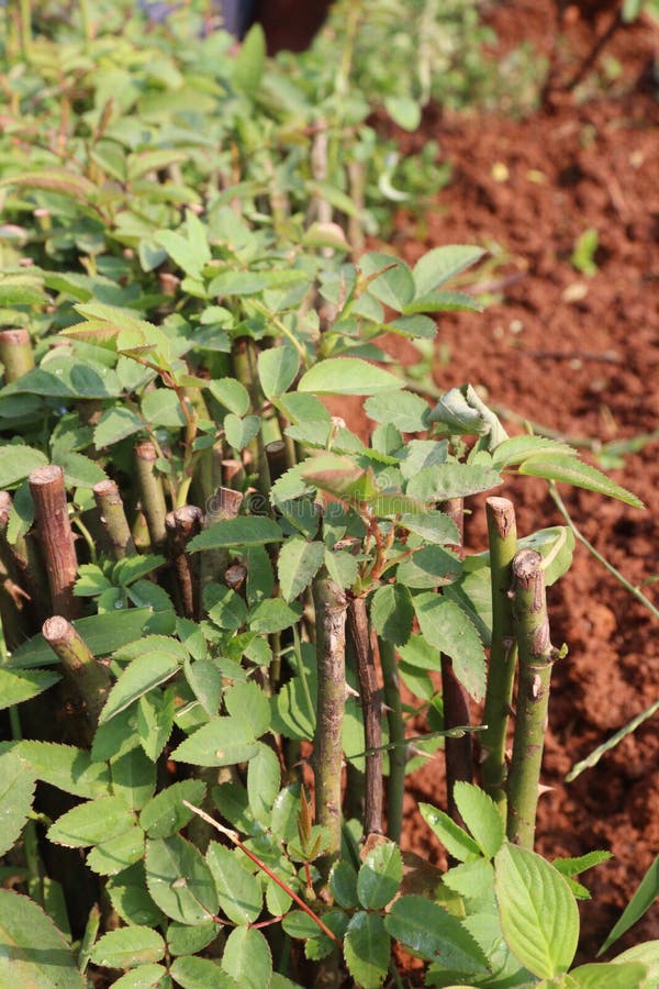 Rose Seedling Stock on Farm Stock Photo - Image of flora, decoration ...