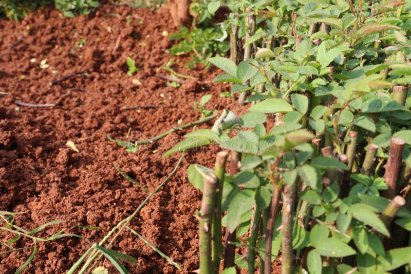Rose Seedling Stock on Farm Stock Photo - Image of flower, natural ...