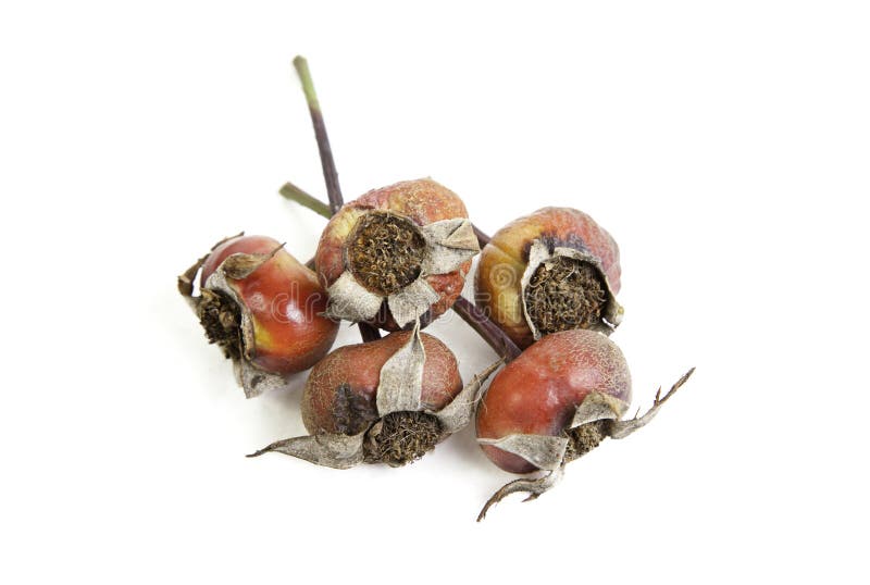 Rose seeds bulbs stock image. Image of seed, brightness - 29020811