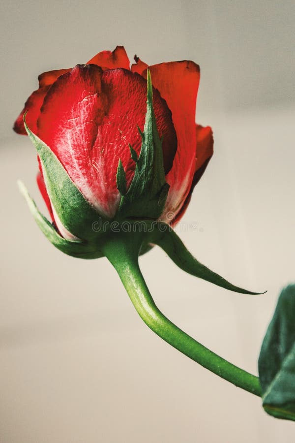 Rose seen from above stock image. Image of simple, rose - 89057167